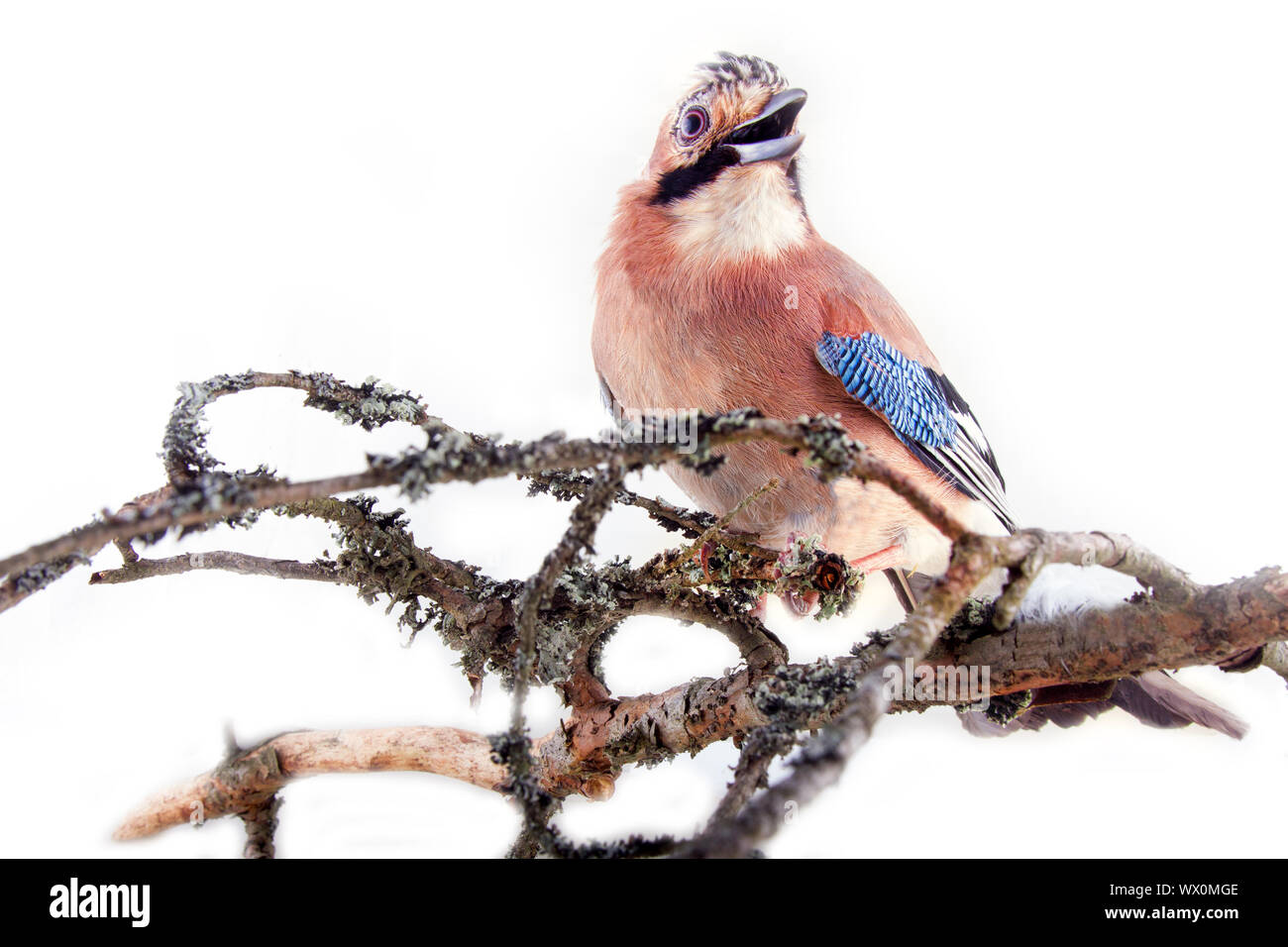 Common jay (Garrulus glandarius) - bird on white background Stock Photo ...