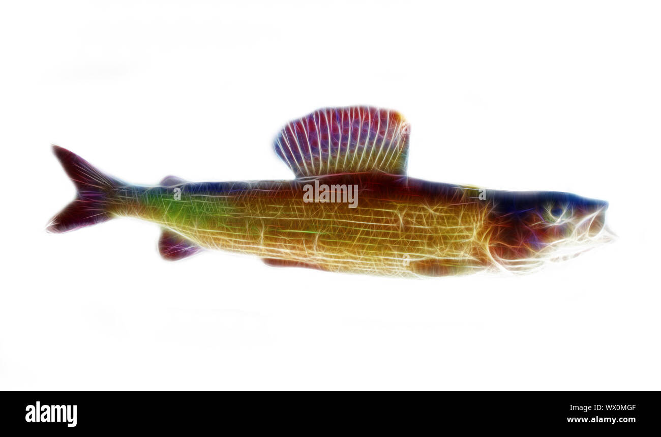Fractal fish pattern. Grayling illustration Stock Photo - Alamy
