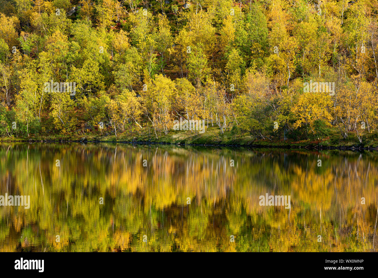 Silver birch (Betula pendula) reflected in lake, autumn colour, Senja ...
