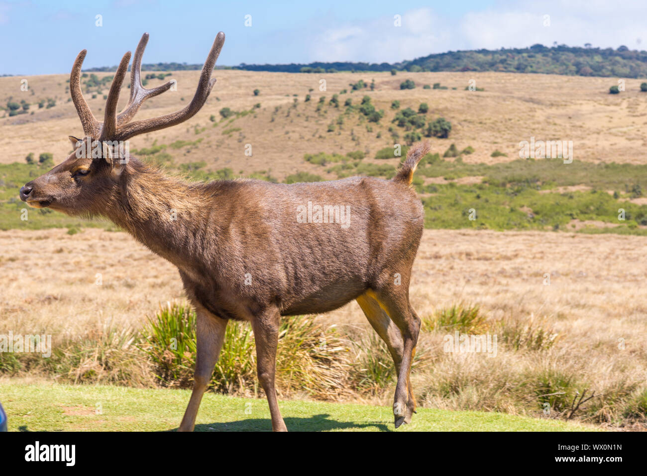 Sri lanka sambar deer horton plains hi-res stock photography and images ...