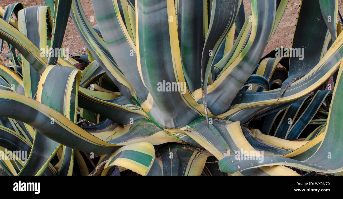 Agave americana hi-res stock photography and images - Alamy