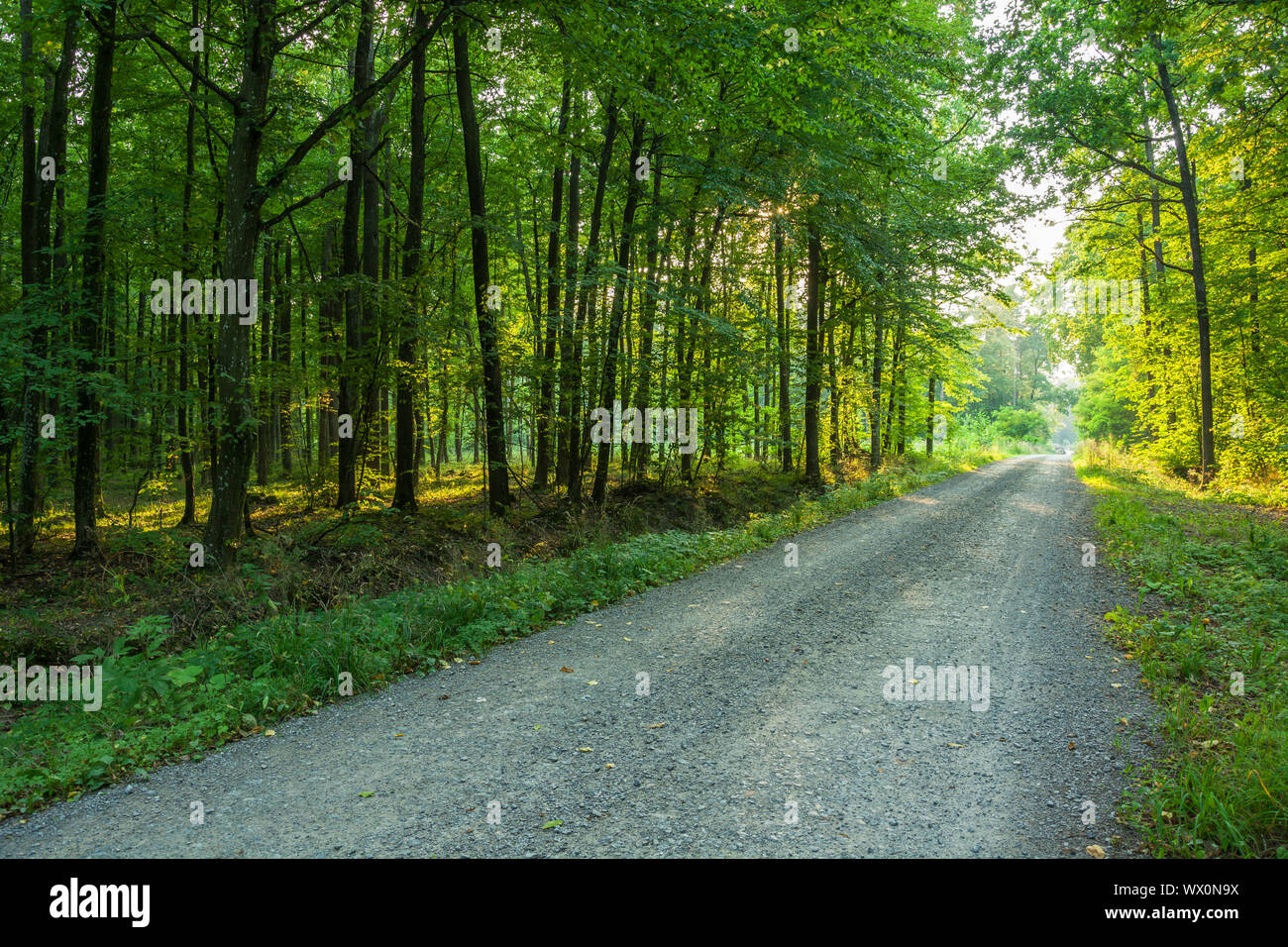Gravel road through deciduous forest Stock Photo - Alamy