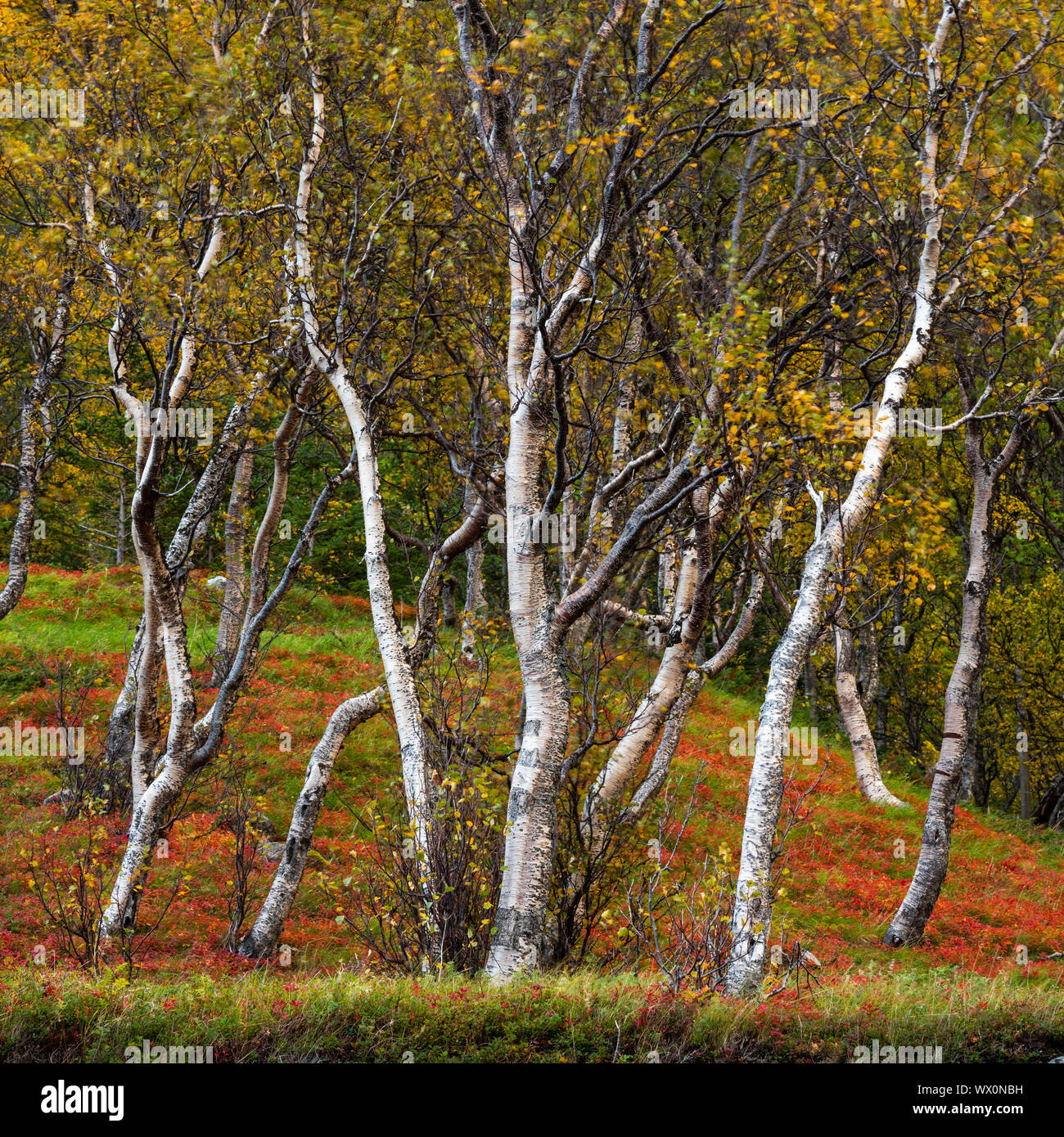 Silver birch (Betula pendula), Anderdalen National Park, Senja, Norway ...