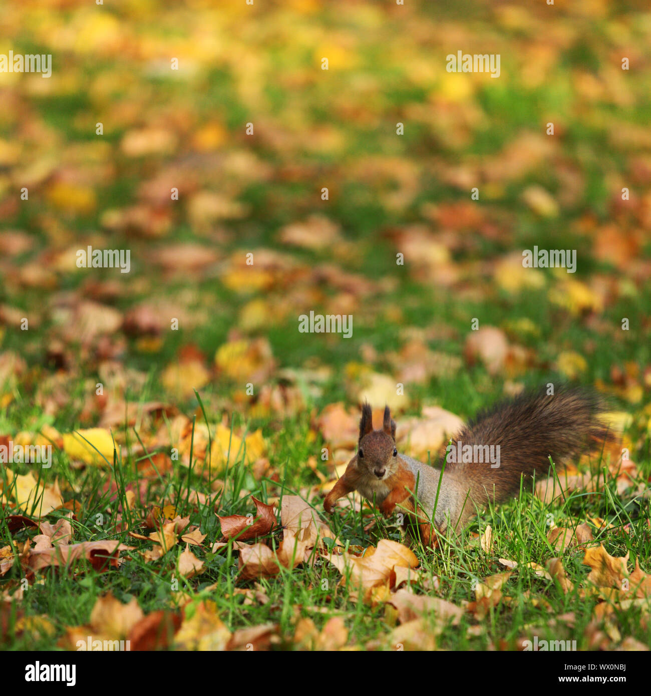 squirrel jumps in the autumn forest Stock Photo - Alamy