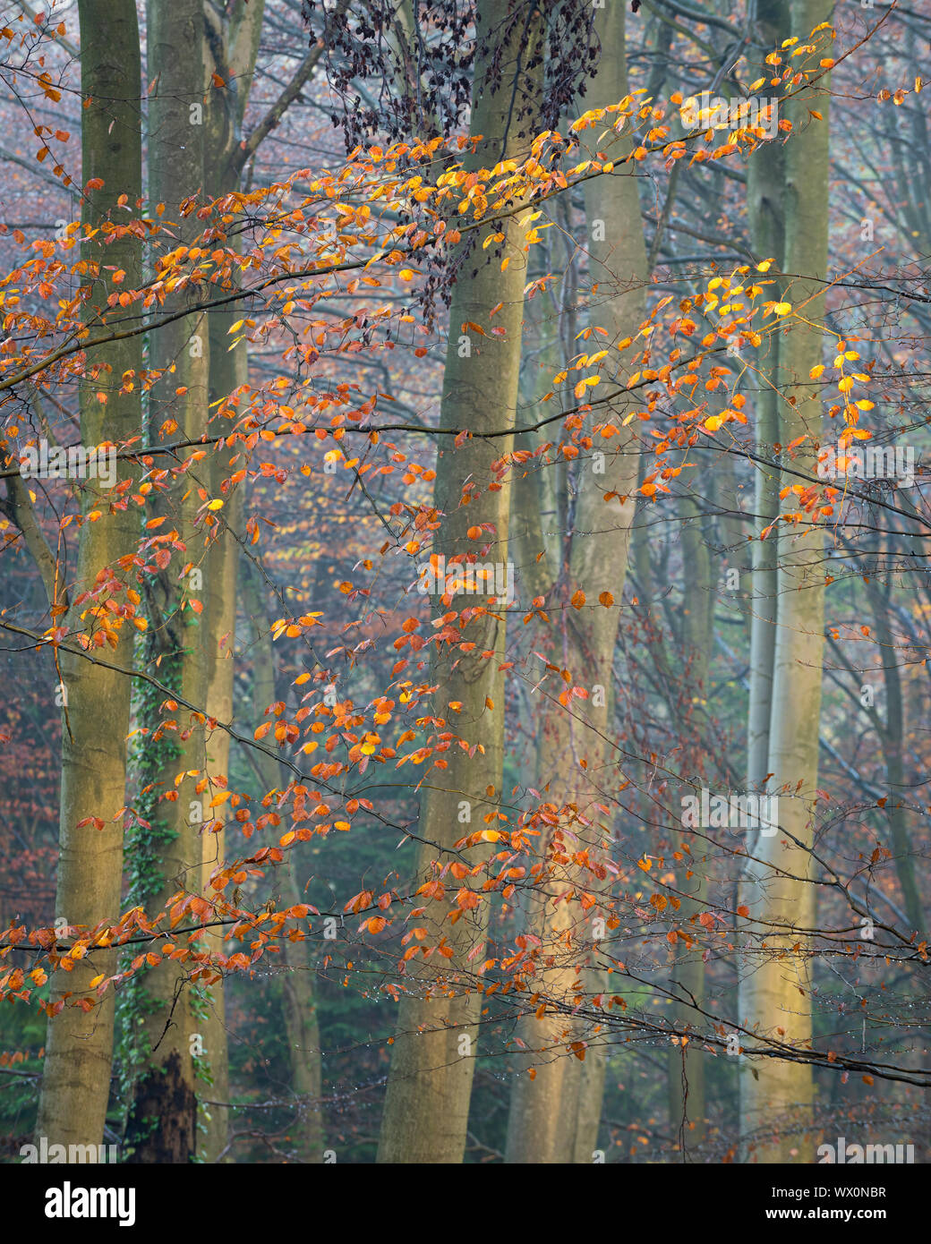Common beech (Fagus sylvatica) trees, autumn colour, King's Wood ...