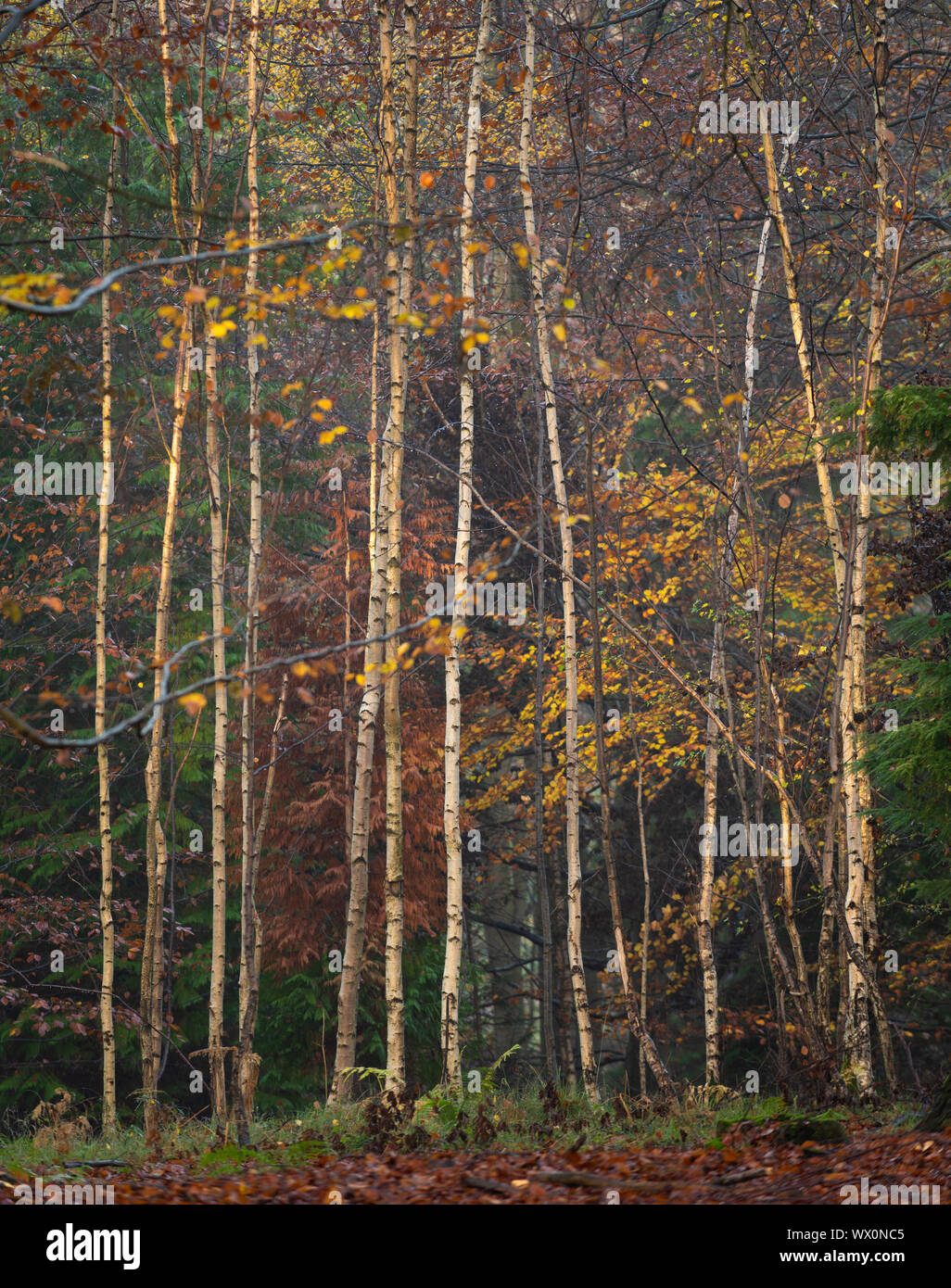 Silver birch (Betula pendula) trees, autumn colour, King's Wood ...