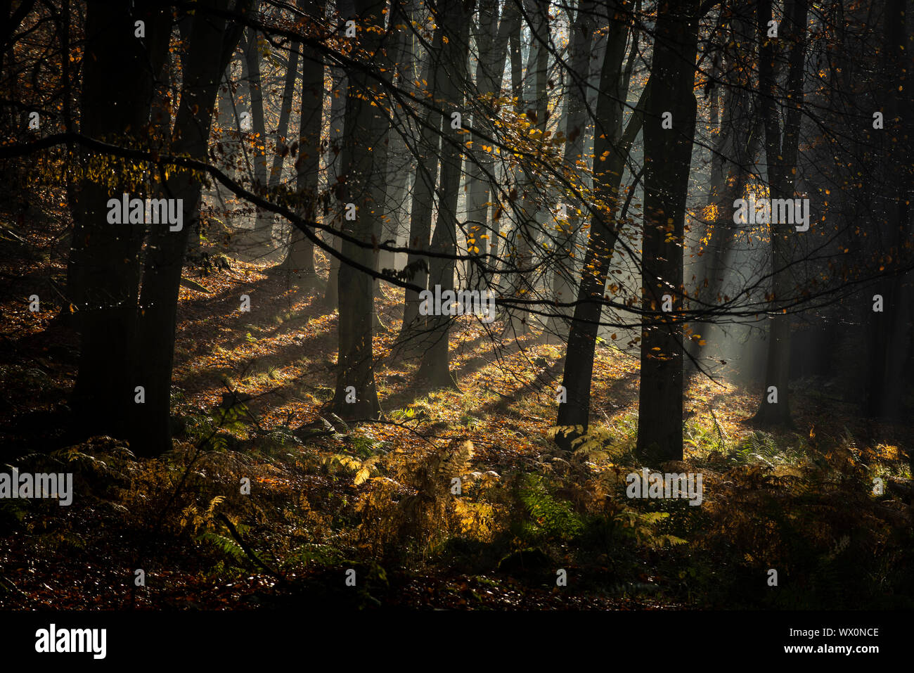 Beech forest fagus sylvatica sunrise hi-res stock photography and ...