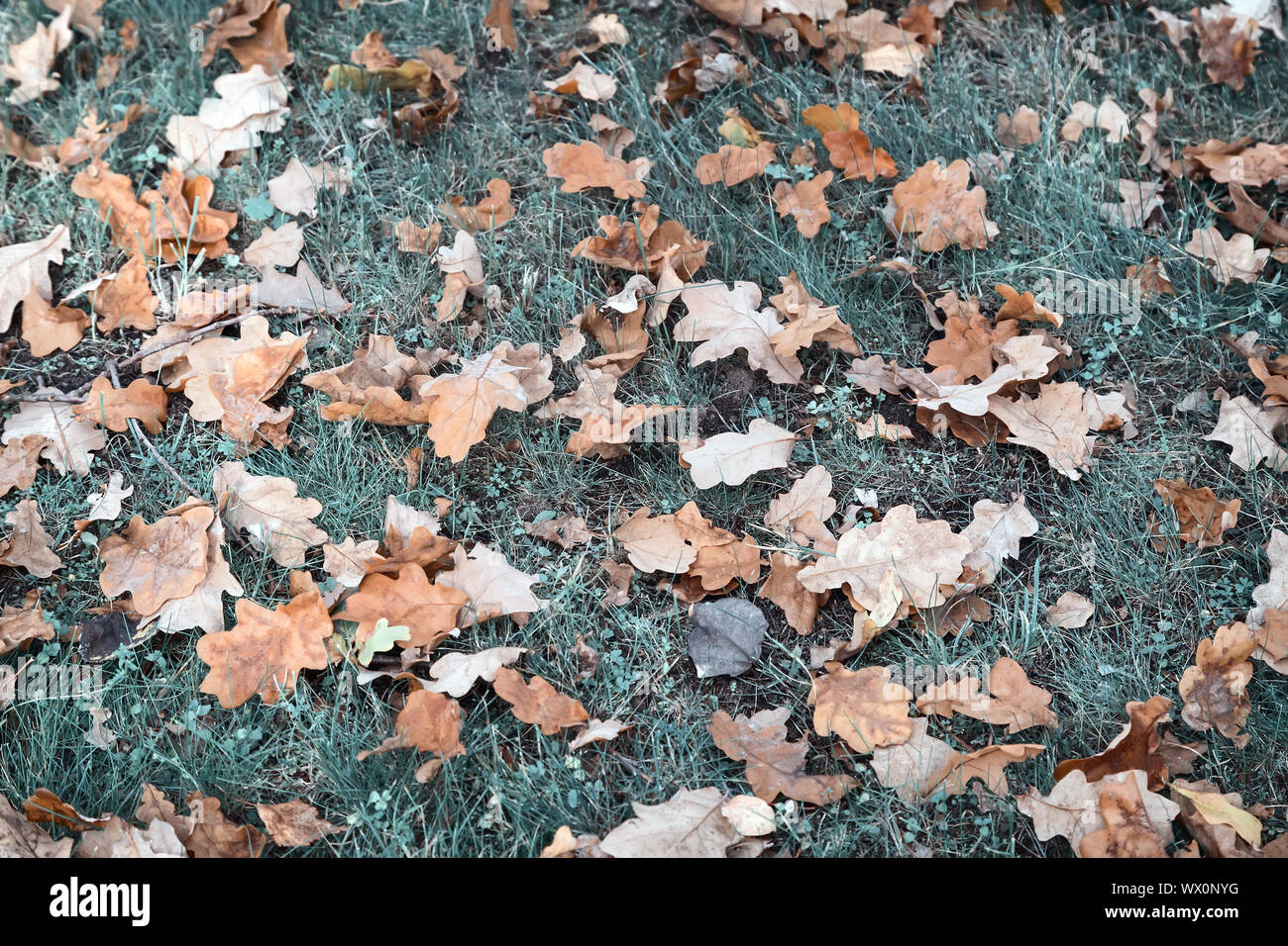 Fallen from the tree autumn oak leaves Stock Photo - Alamy