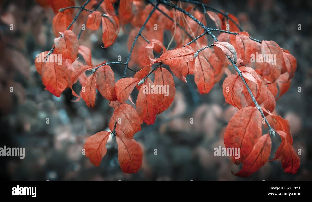Autumn landscape in the forest with a shrub with red leaves Stock Photo ...