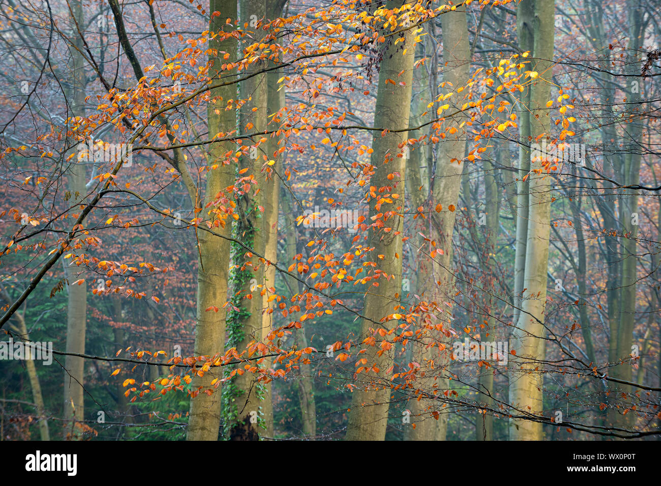 Common beech (Fagus sylvatica) trees, autumn colour, King's Wood ...