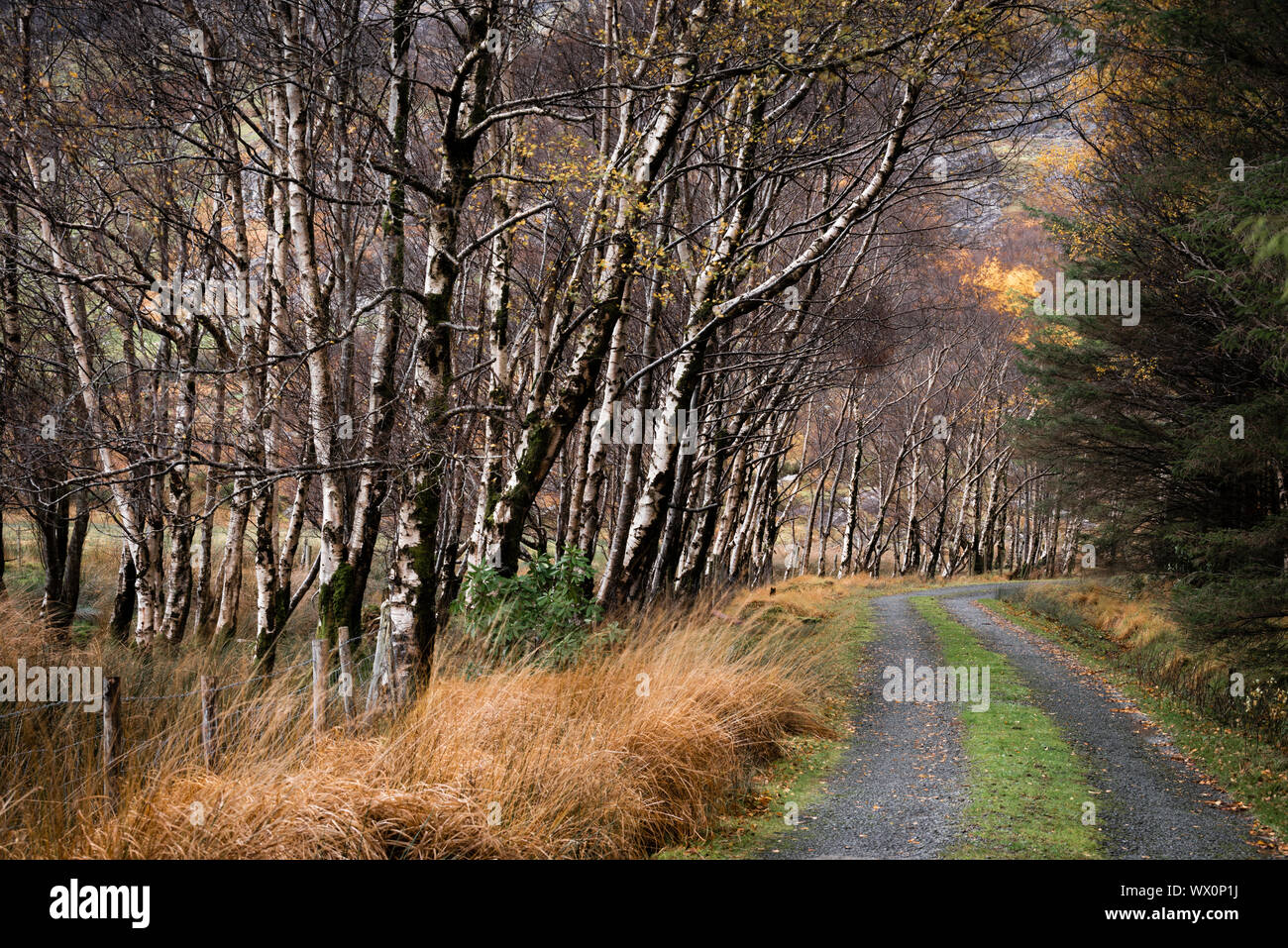 Silver birch (Betula pendula) avenue and track in autumn, The Black ...