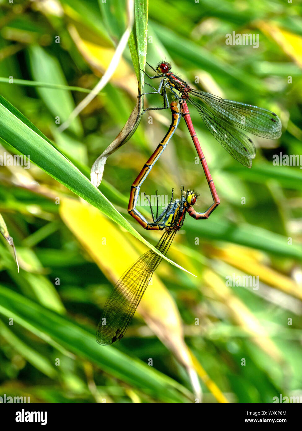 Large red damselfly, Mating Stock Photo - Alamy