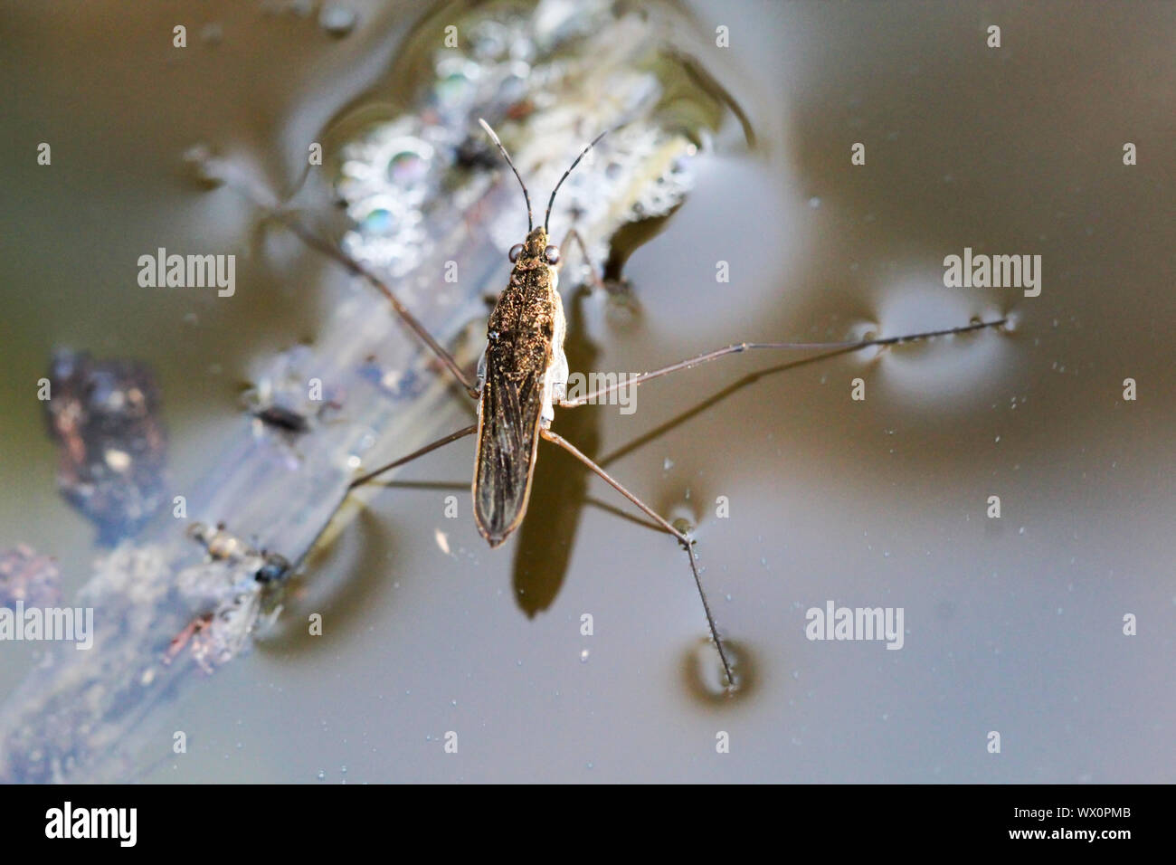 Jesus Bugs High Resolution Stock Photography and Images - Alamy