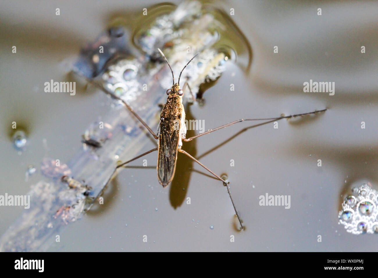 Water runner on water Stock Photo - Alamy