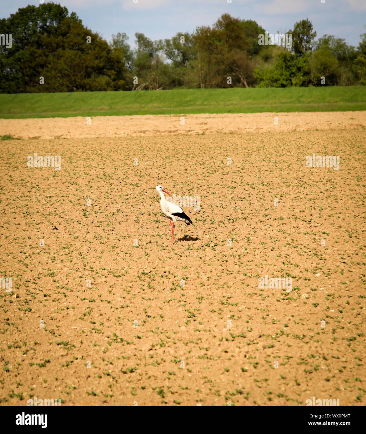 Stork in the park hi-res stock photography and images - Alamy