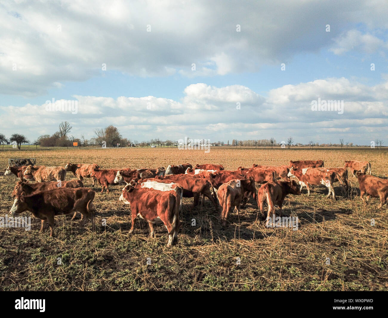 Cow pasture cattle cows hi-res stock photography and images - Alamy