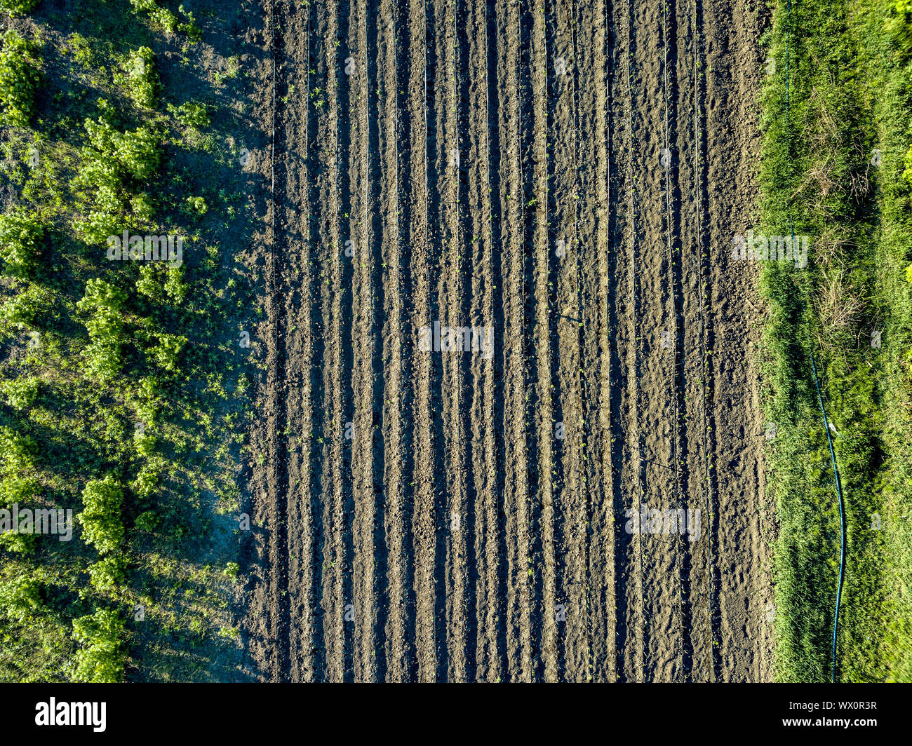 Aerial view planting young trees with irrigation system. Photo from the ...