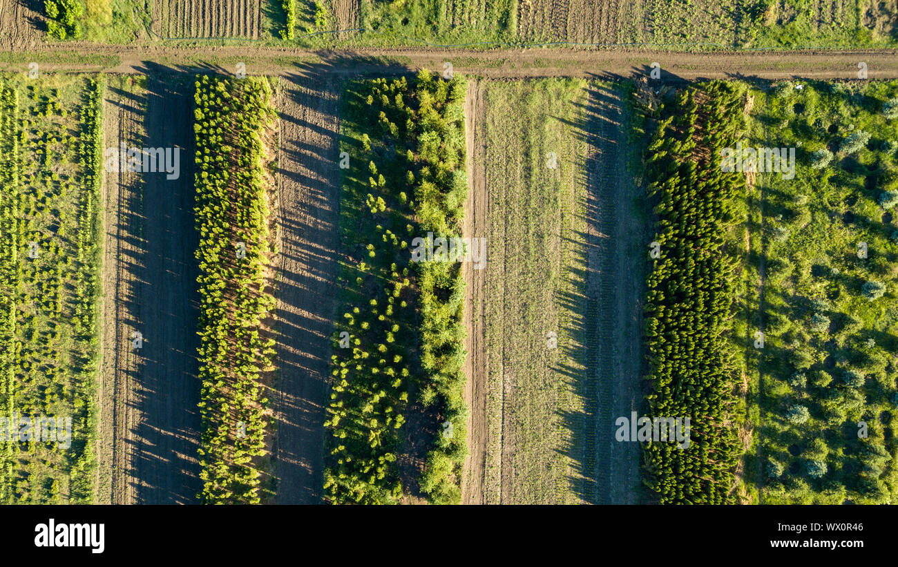 Aerial view planting young trees. Ecological concept. Photo from the ...