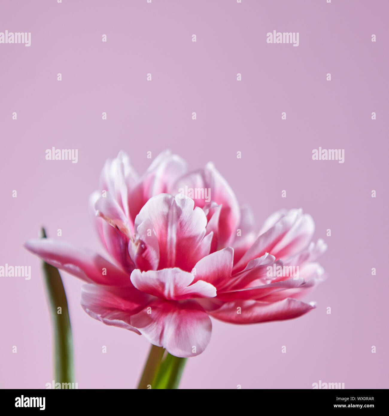 lose-up of a pink tulip on a pink background. Photo as layout for card ...