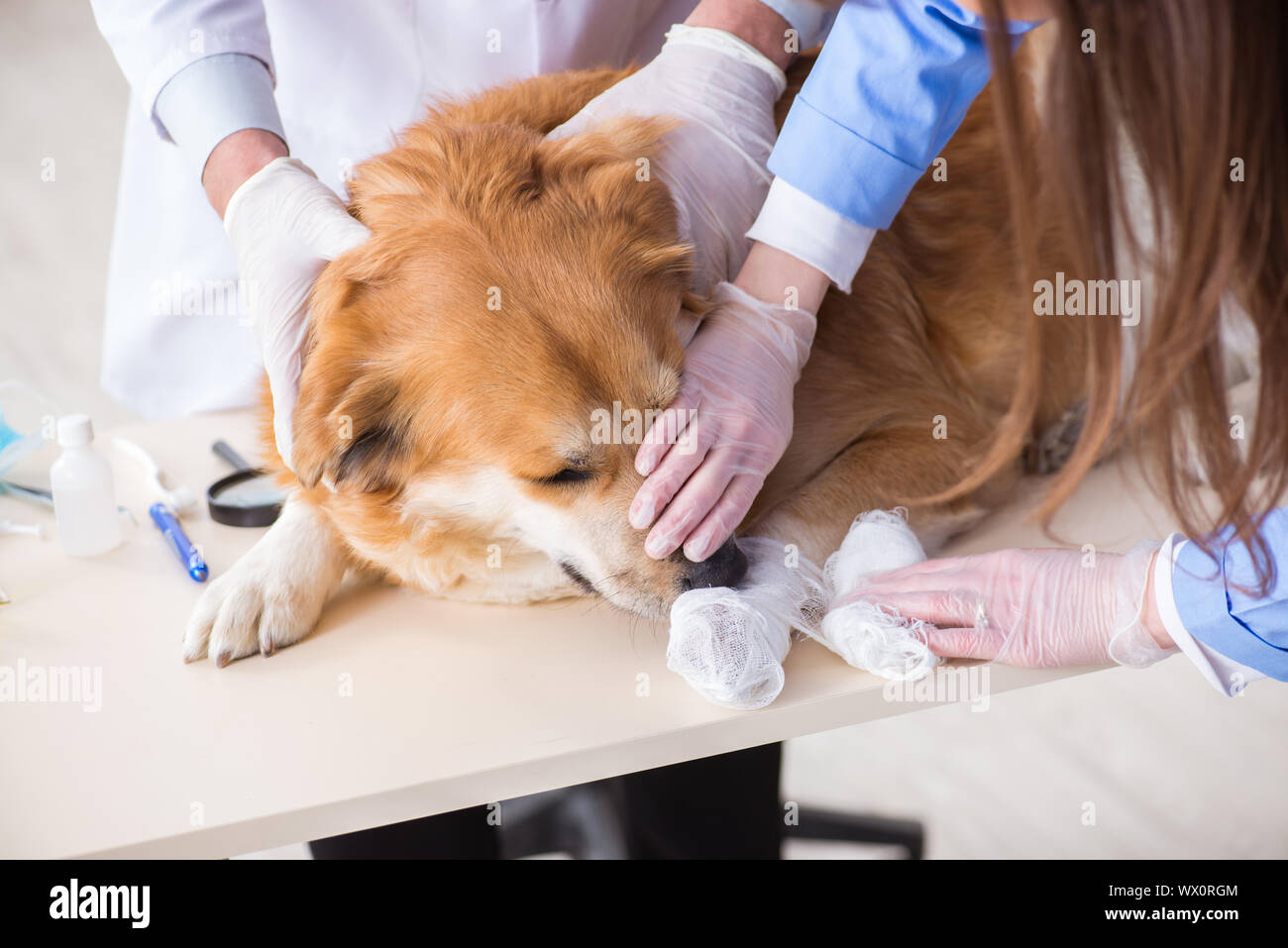 Doctor and assistant checking up golden retriever dog in vet cli Stock ...