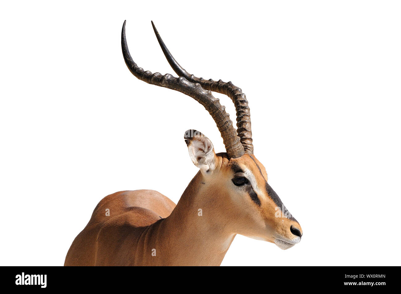 Male Impala isolated on white background Stock Photo - Alamy