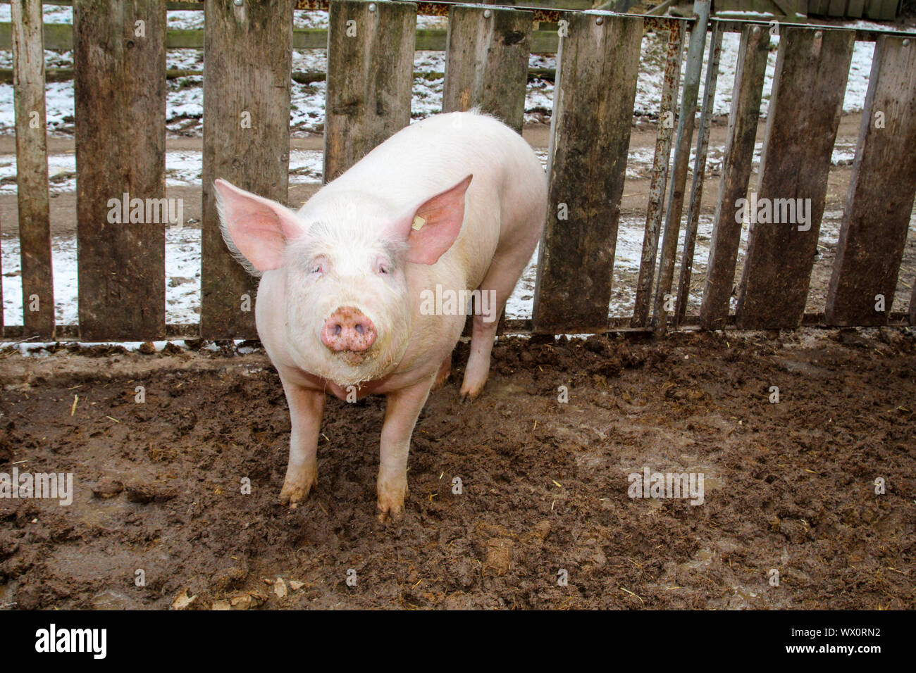 Pig, pigs in a species-appropriate attitude Stock Photo - Alamy