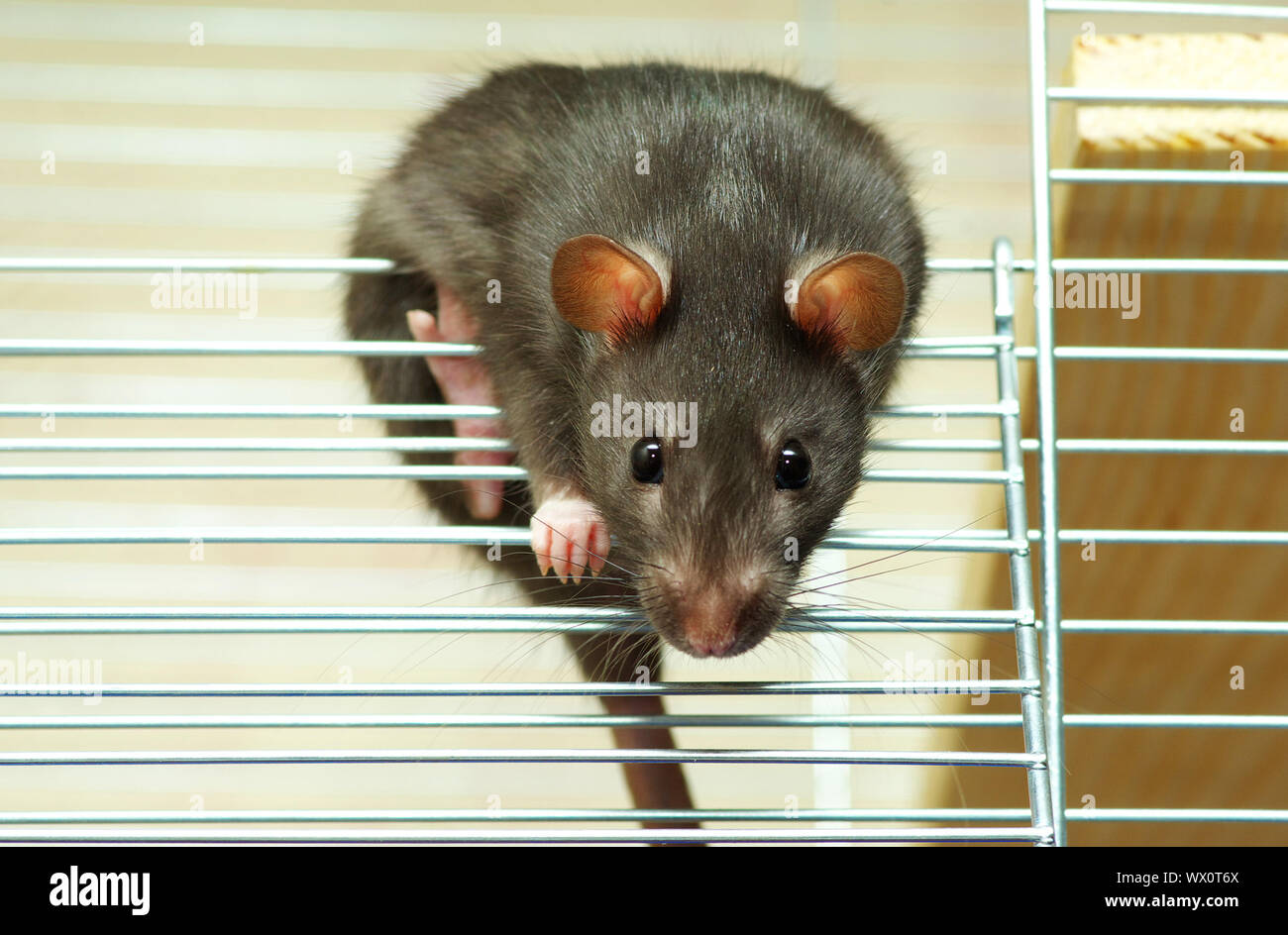 funny black rat sits in cage Stock Photo - Alamy