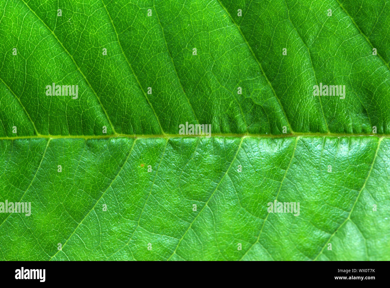 structure of leaf natural background Stock Photo - Alamy