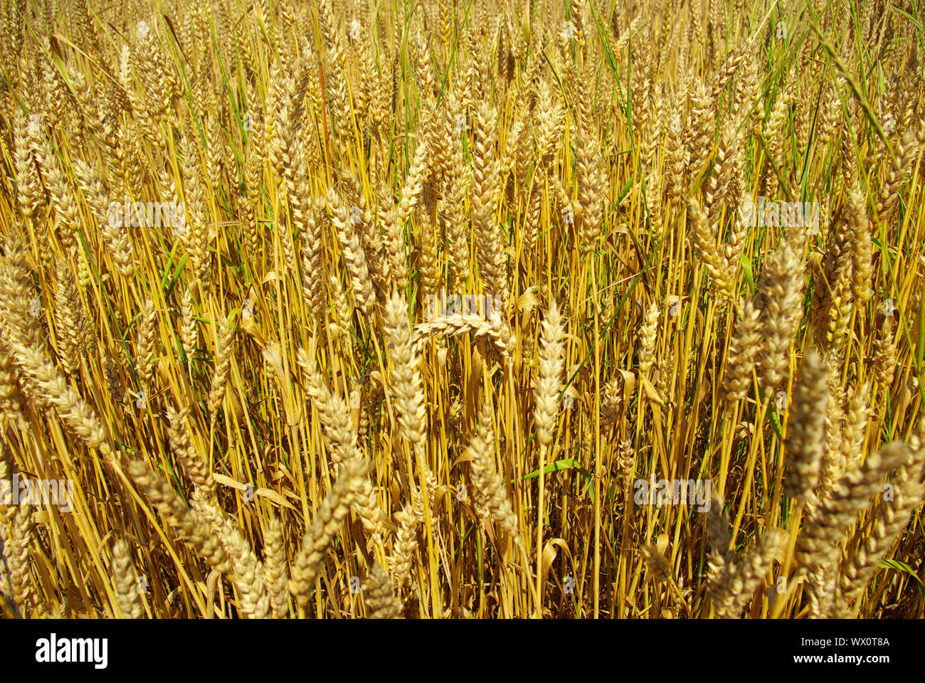 Yellow grain ready for harvest growing in a farm field Stock Photo - Alamy