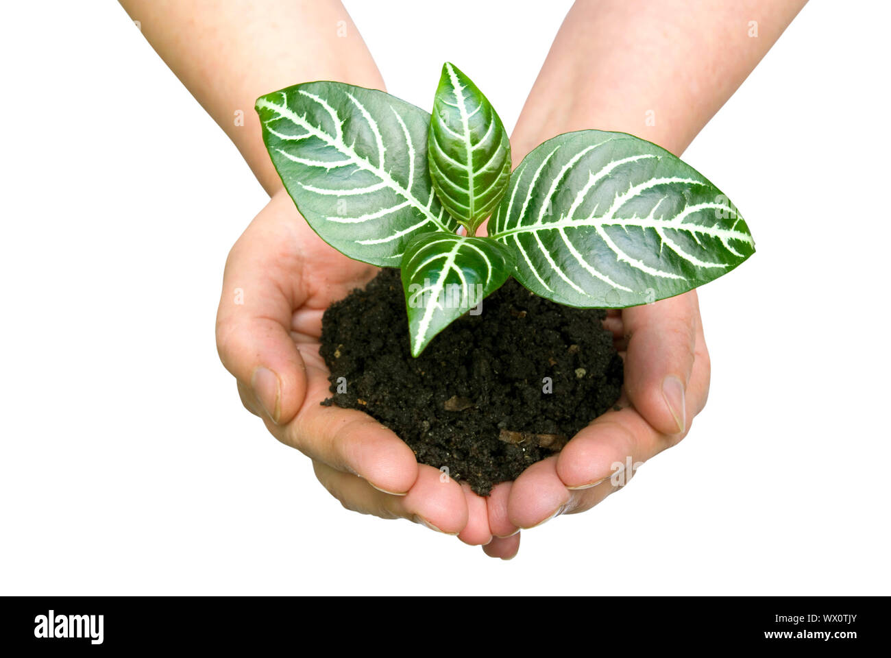 Hands holding sapling in soil on white Stock Photo - Alamy