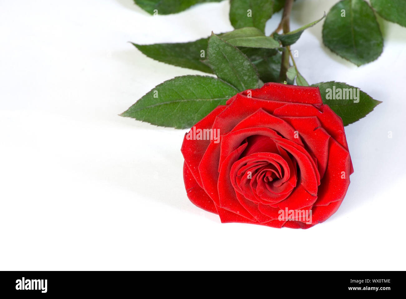 beautiful red rose on a white background Stock Photo - Alamy