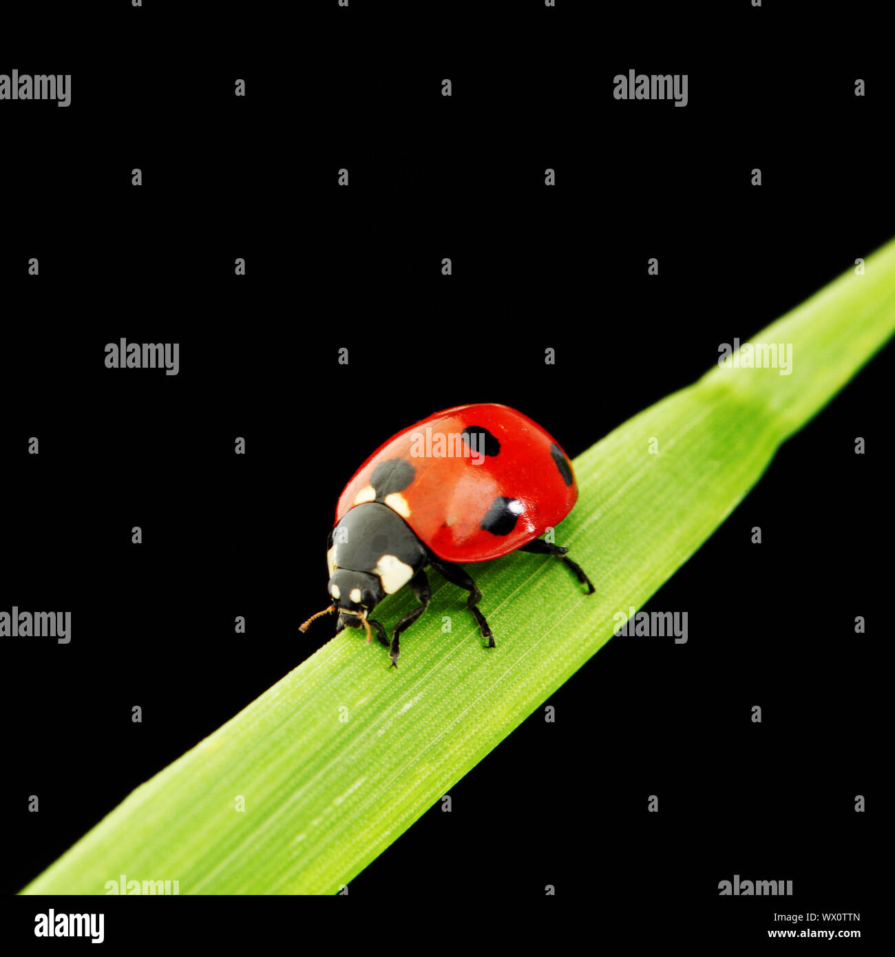 ladybug on grass isolated black background Stock Photo - Alamy