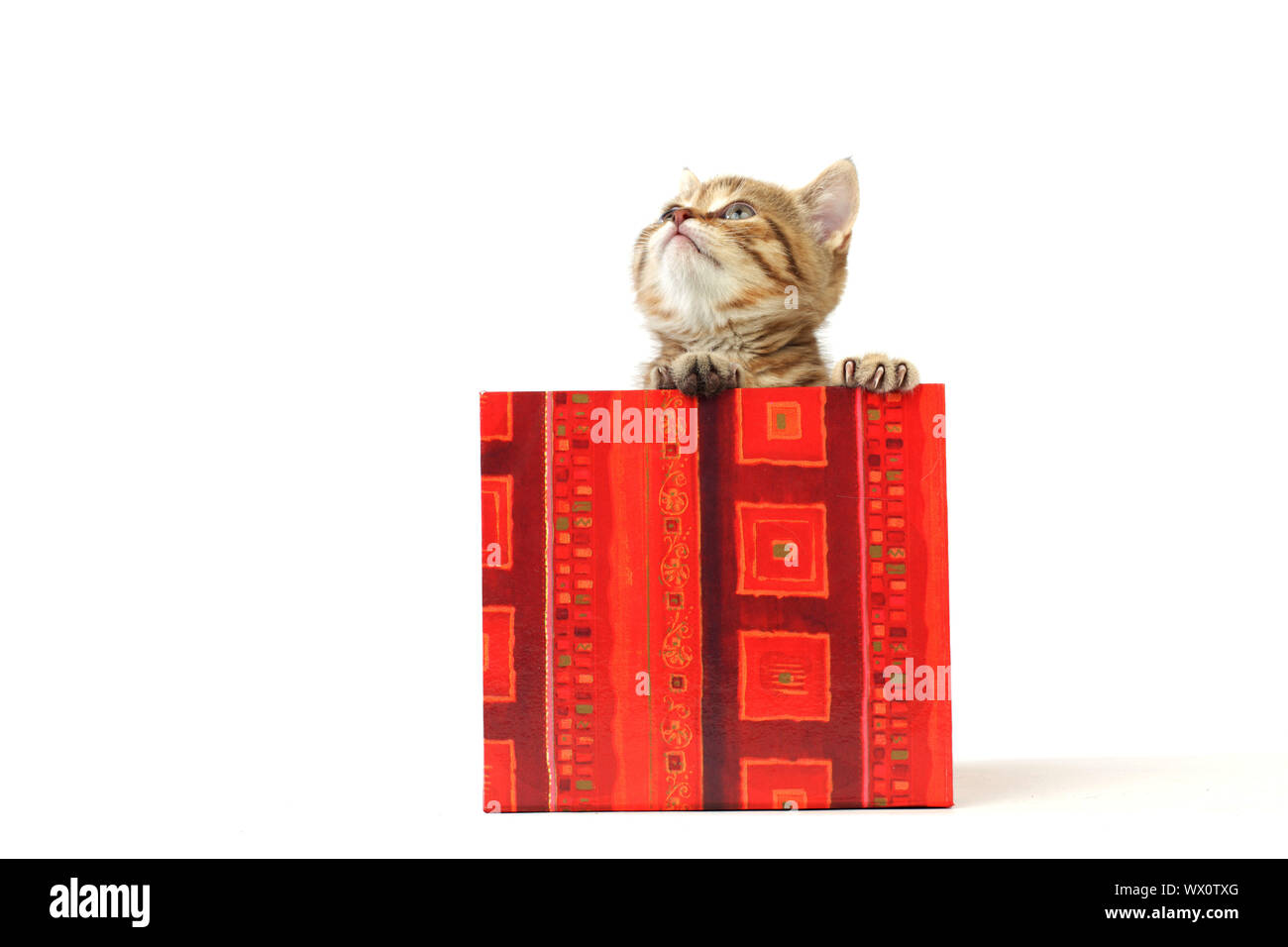 cat in gift box isolated on white background Stock Photo - Alamy