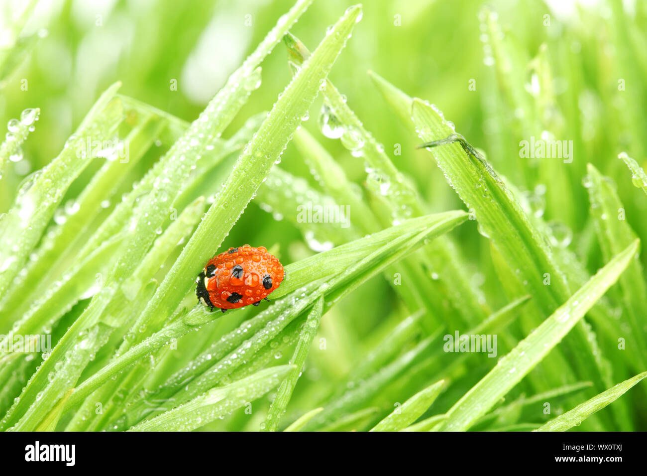 ladybug on grass in water drops Stock Photo - Alamy