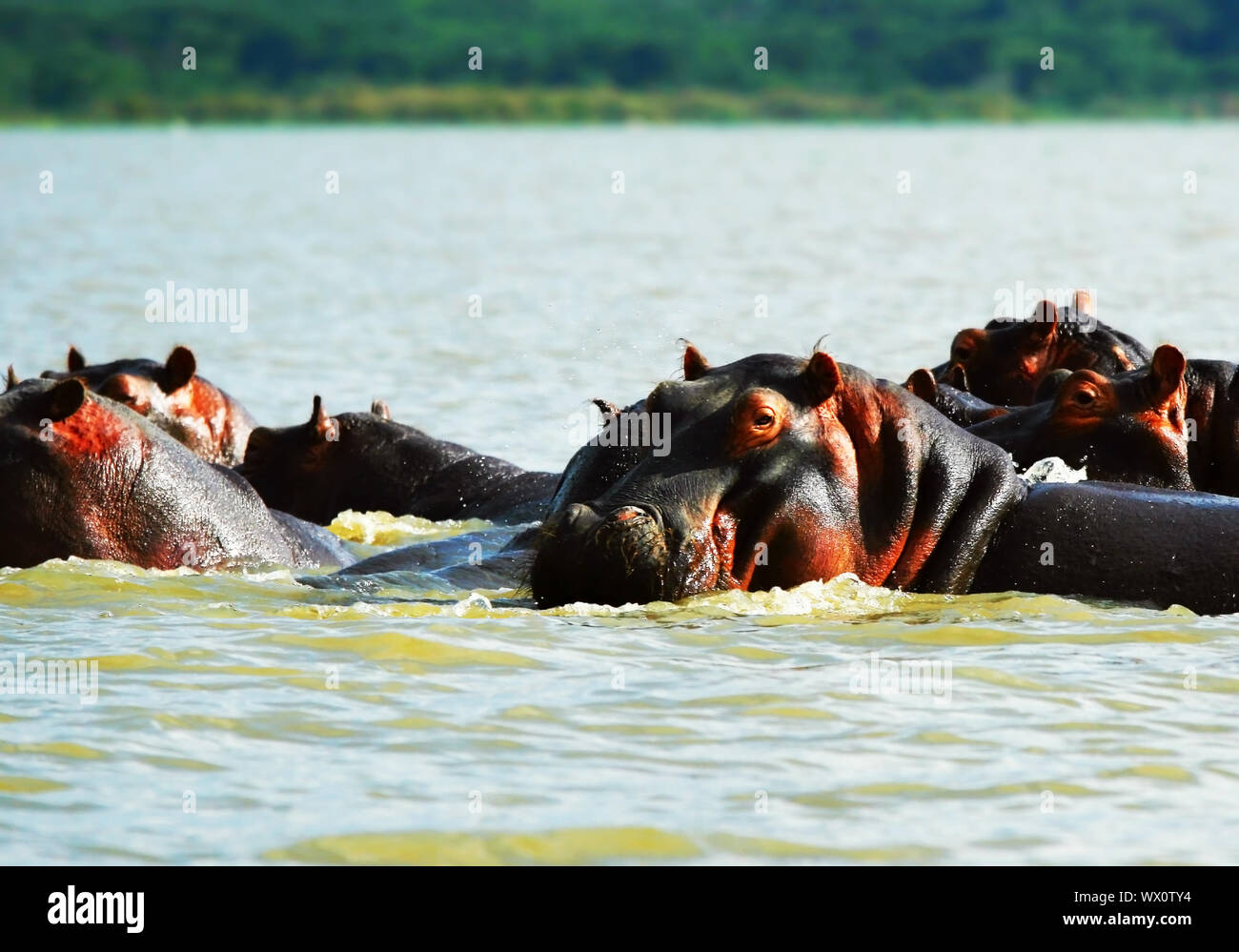 Hippos naivasha kenya hi-res stock photography and images - Alamy