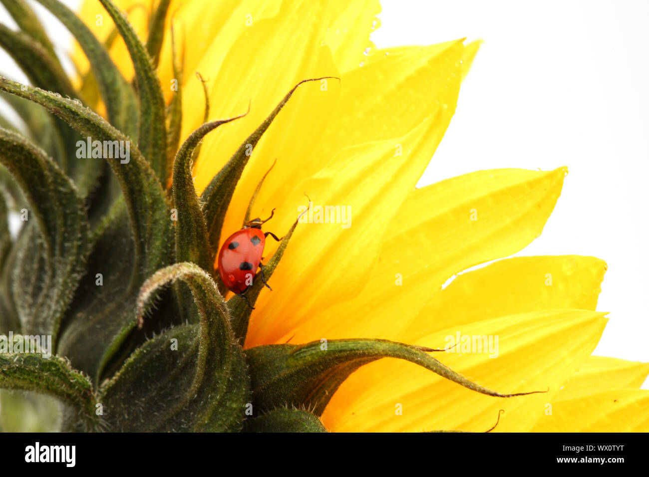 ladybug on sunflower isolated white background Stock Photo - Alamy