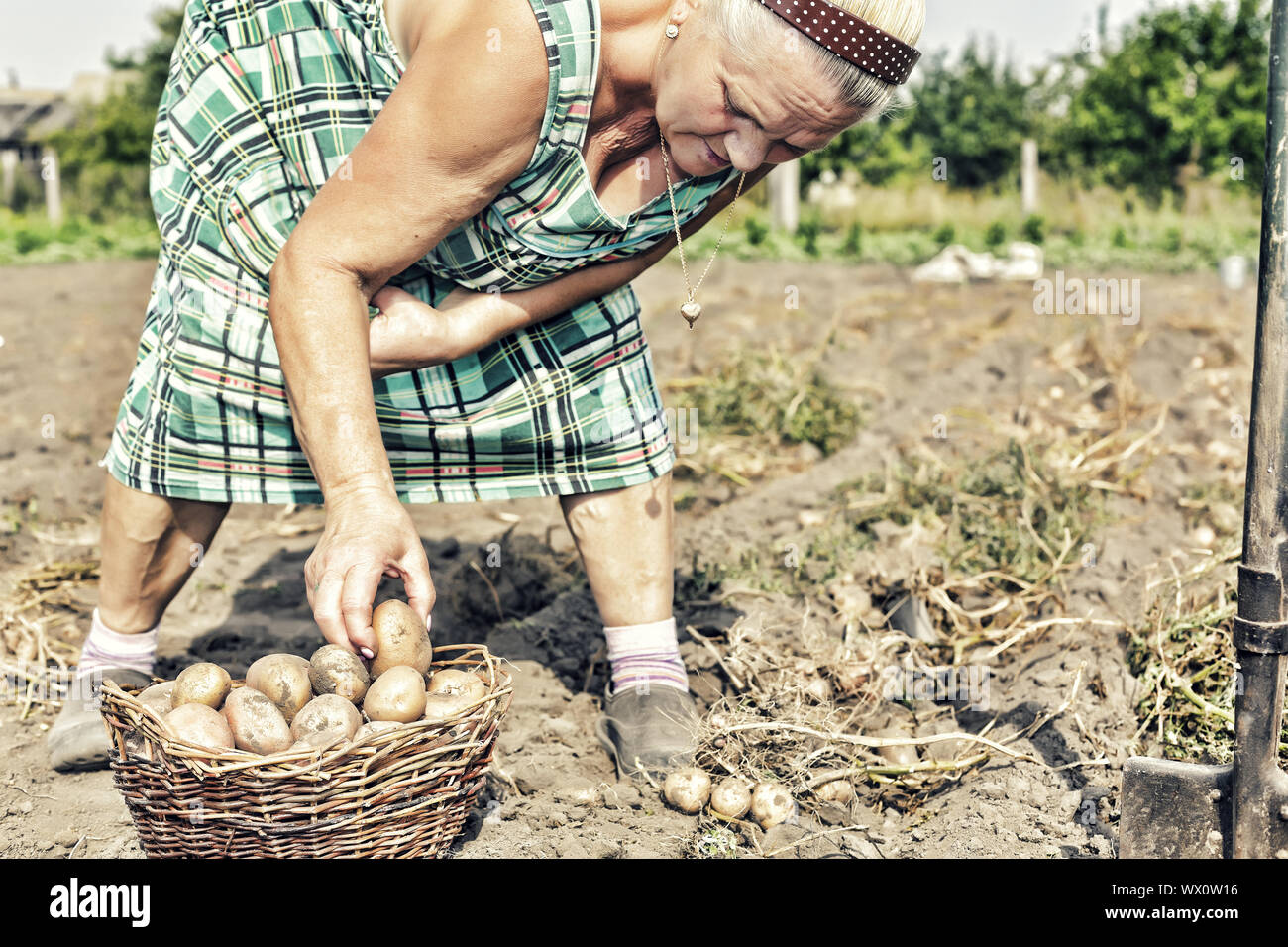 farming, gardening, agriculture, elderly, female, farmer, potatoes ...