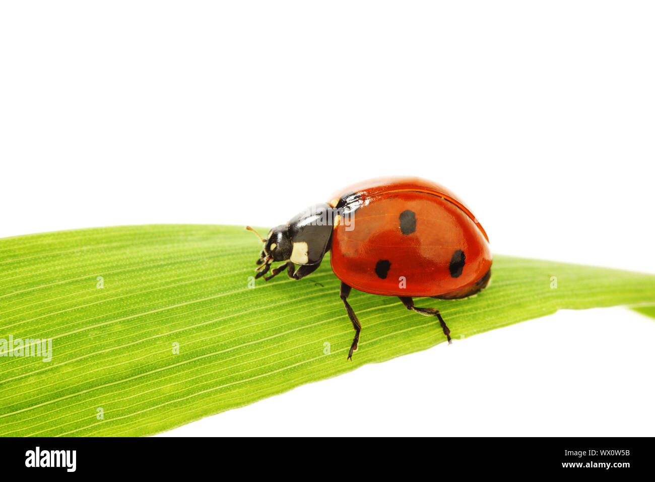 ladybug on green grass isolated white background Stock Photo - Alamy