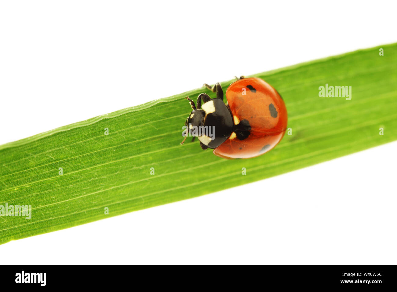 ladybug on green grass isolated white background Stock Photo - Alamy
