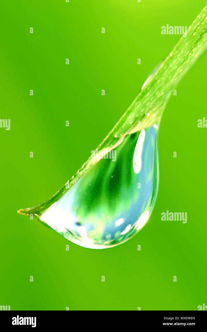 big water drop on grass blade Stock Photo - Alamy