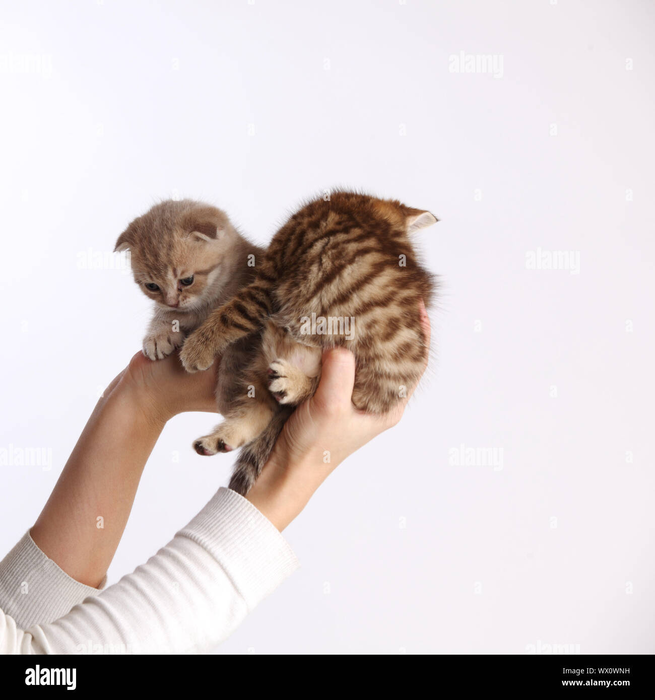 cat in hands isolated on white background Stock Photo - Alamy