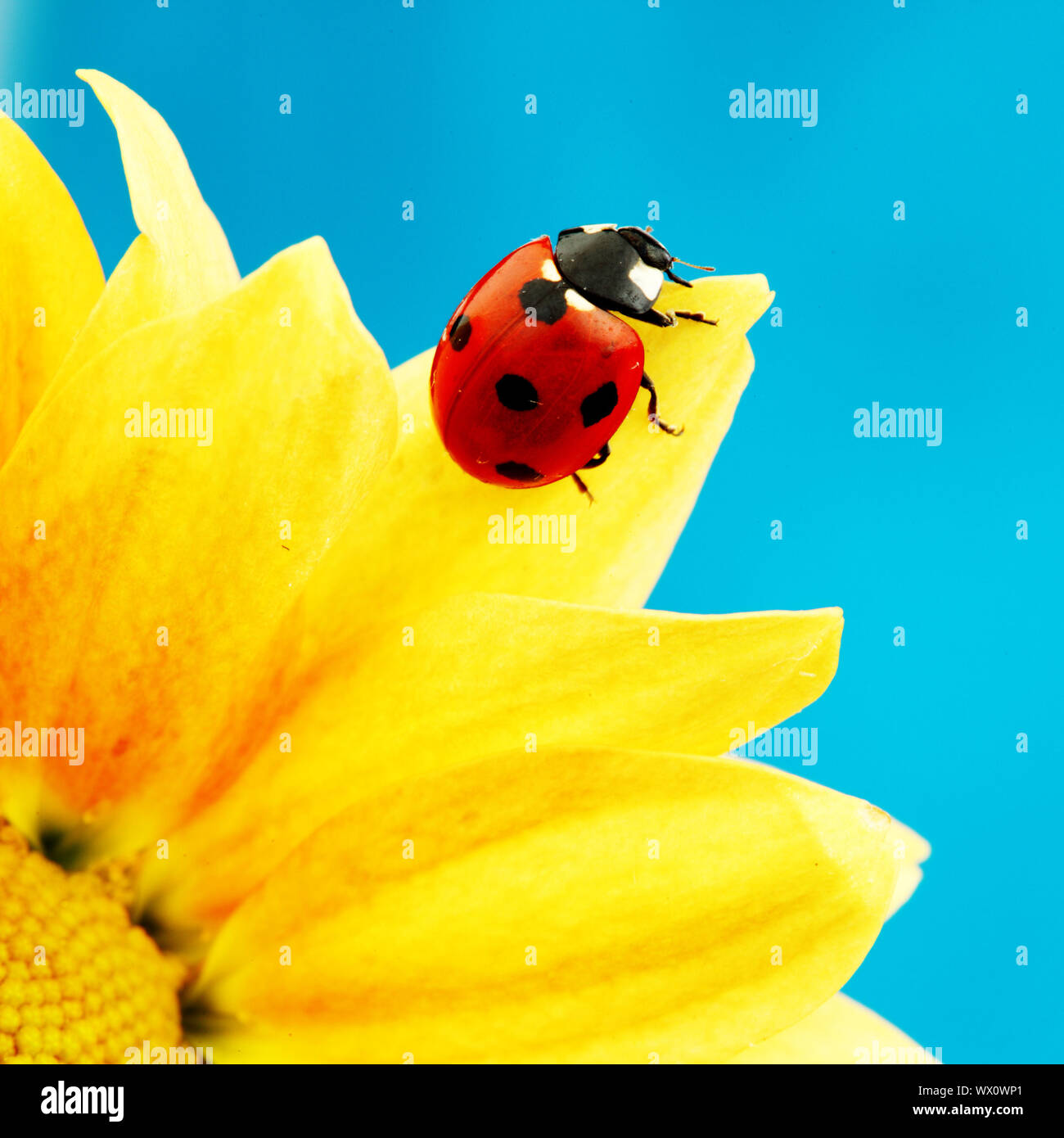 ladybug on sunflower blue background Stock Photo - Alamy