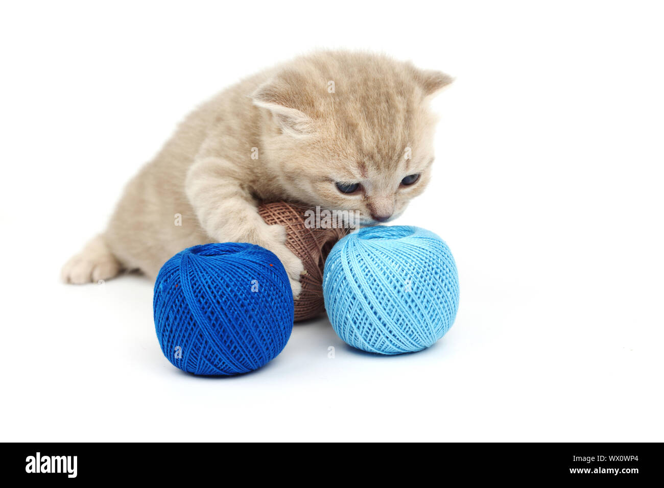 cat and blue wool ball isolated on white Stock Photo - Alamy