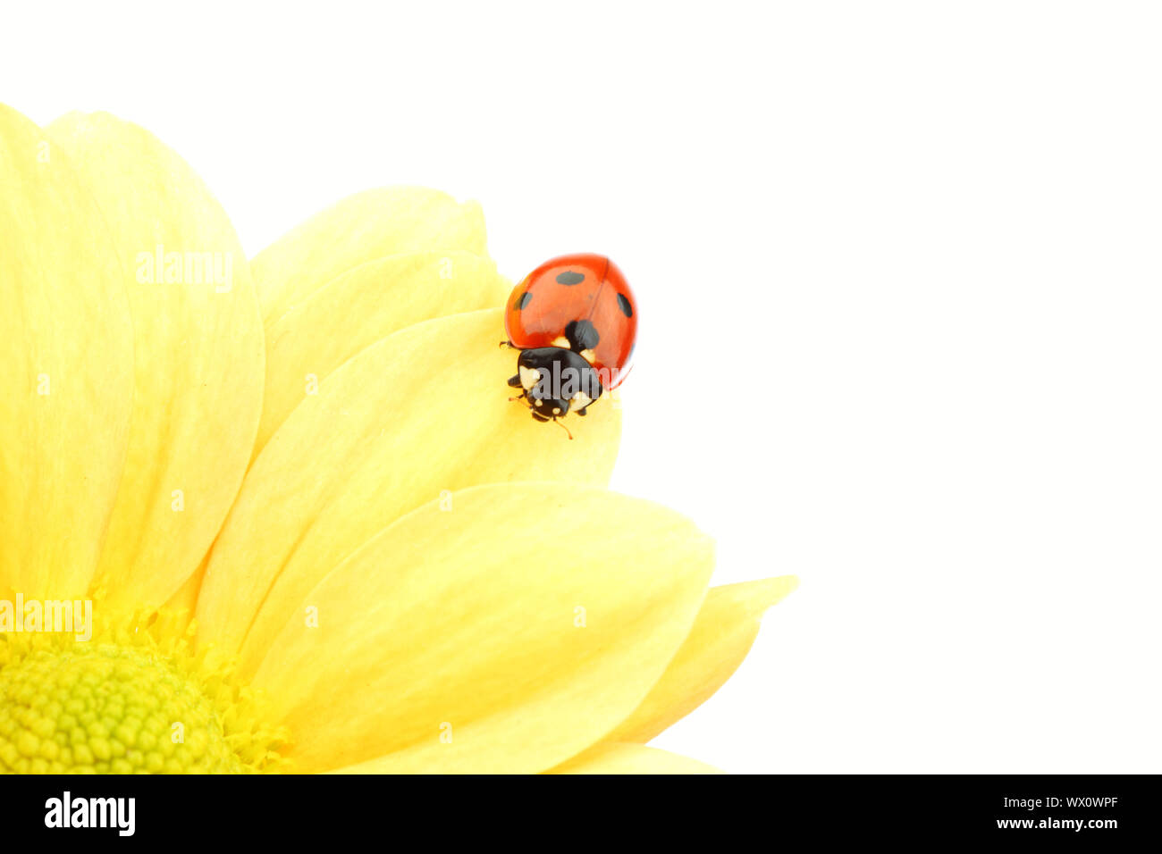 ladybug on yellow flower isolated white background Stock Photo - Alamy