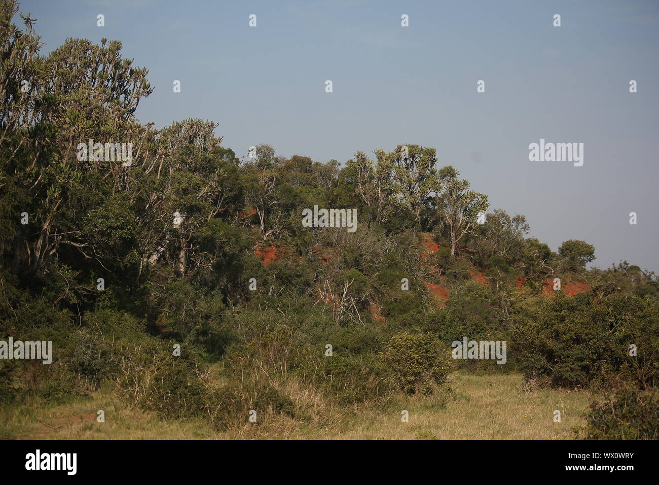 Tree vegetation of Addo Elephant National Park, Eastern Cape, South ...