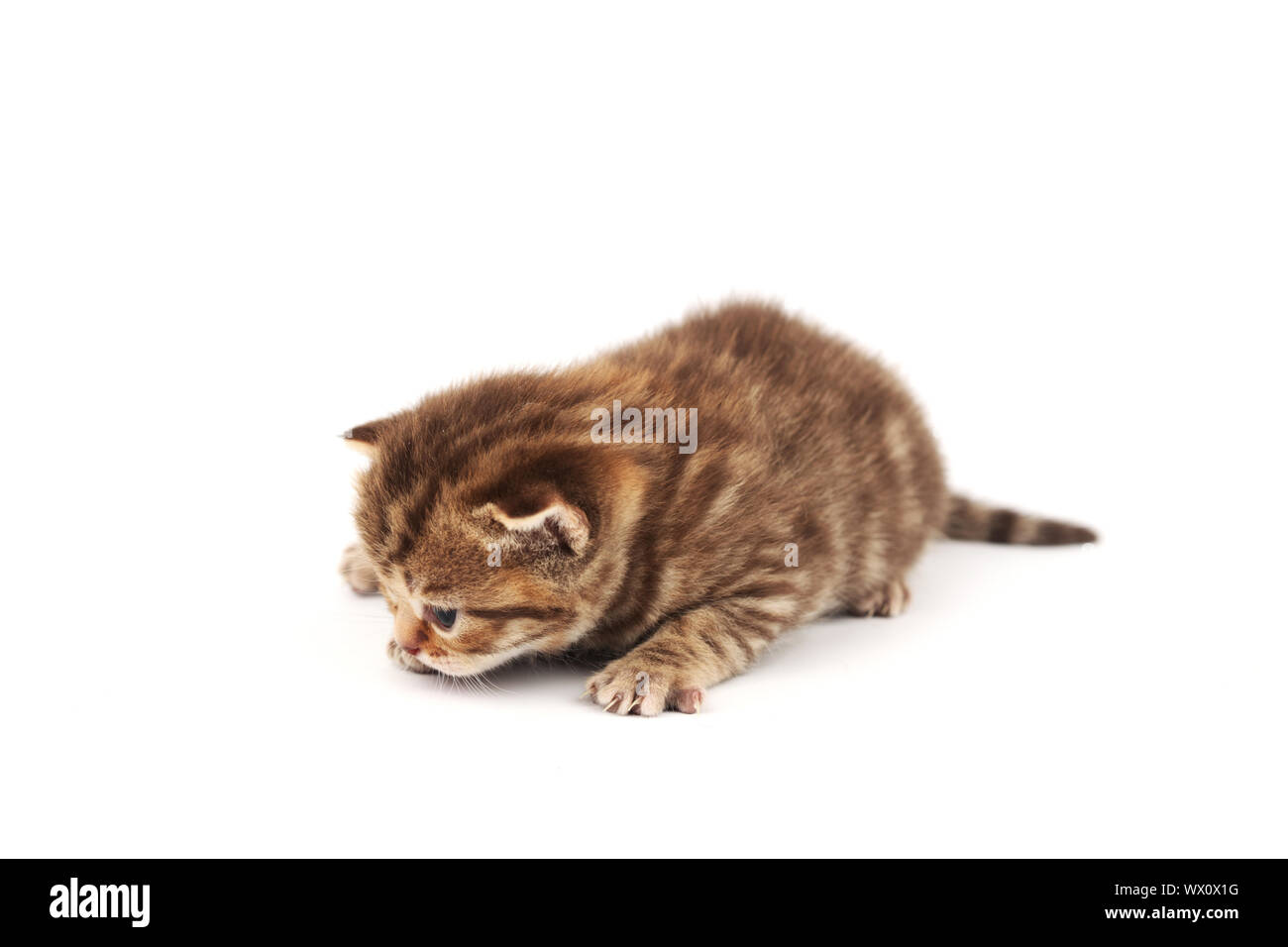 cat isolated on white background Stock Photo - Alamy