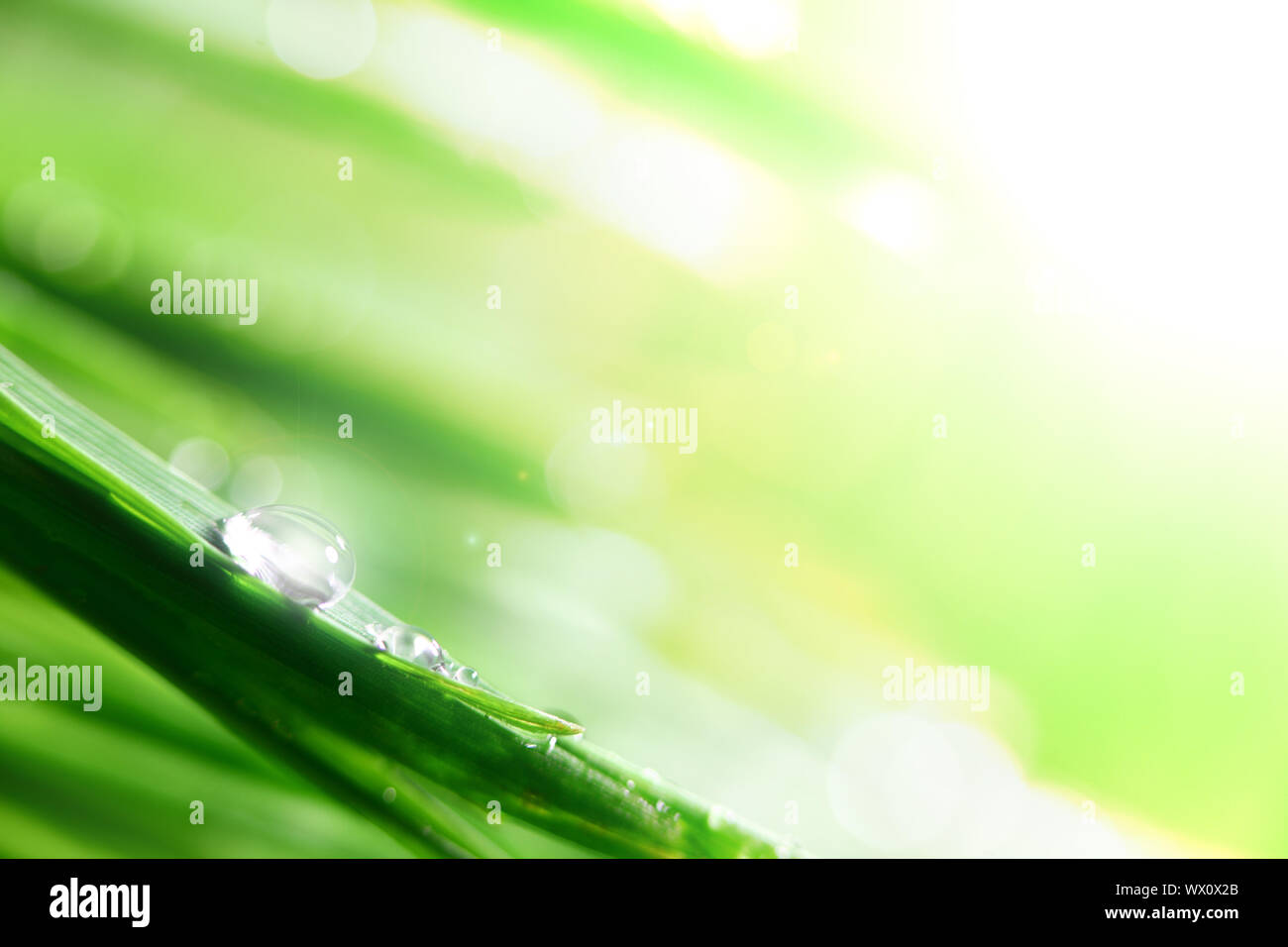 water drop shine in sun light Stock Photo - Alamy