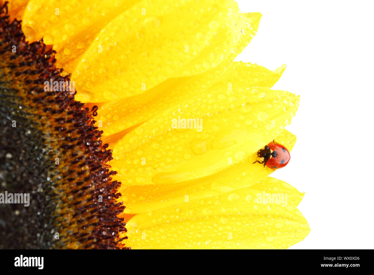 ladybug on sunflower isolated white background Stock Photo - Alamy