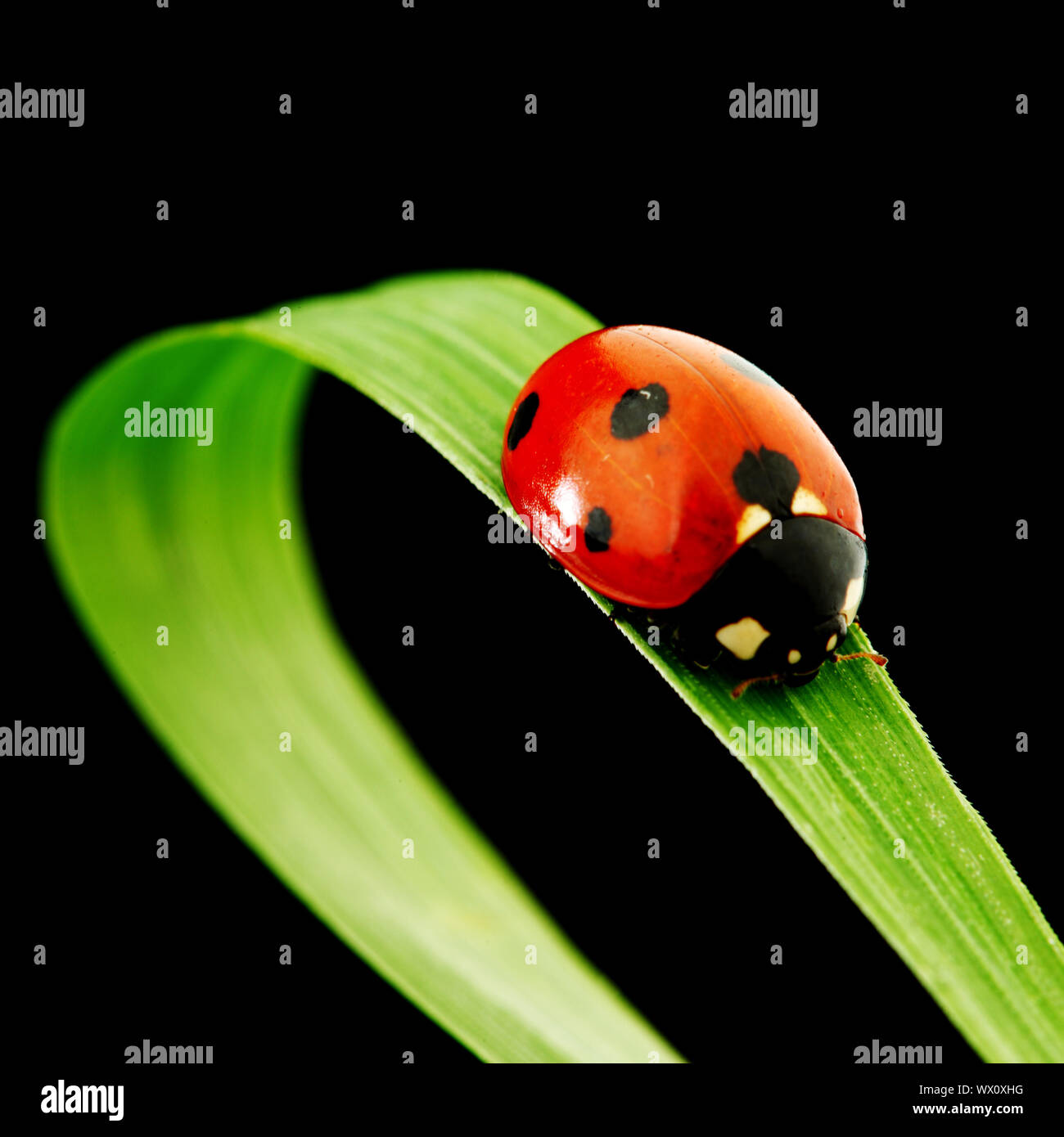 ladybug on grass isolated black background Stock Photo - Alamy