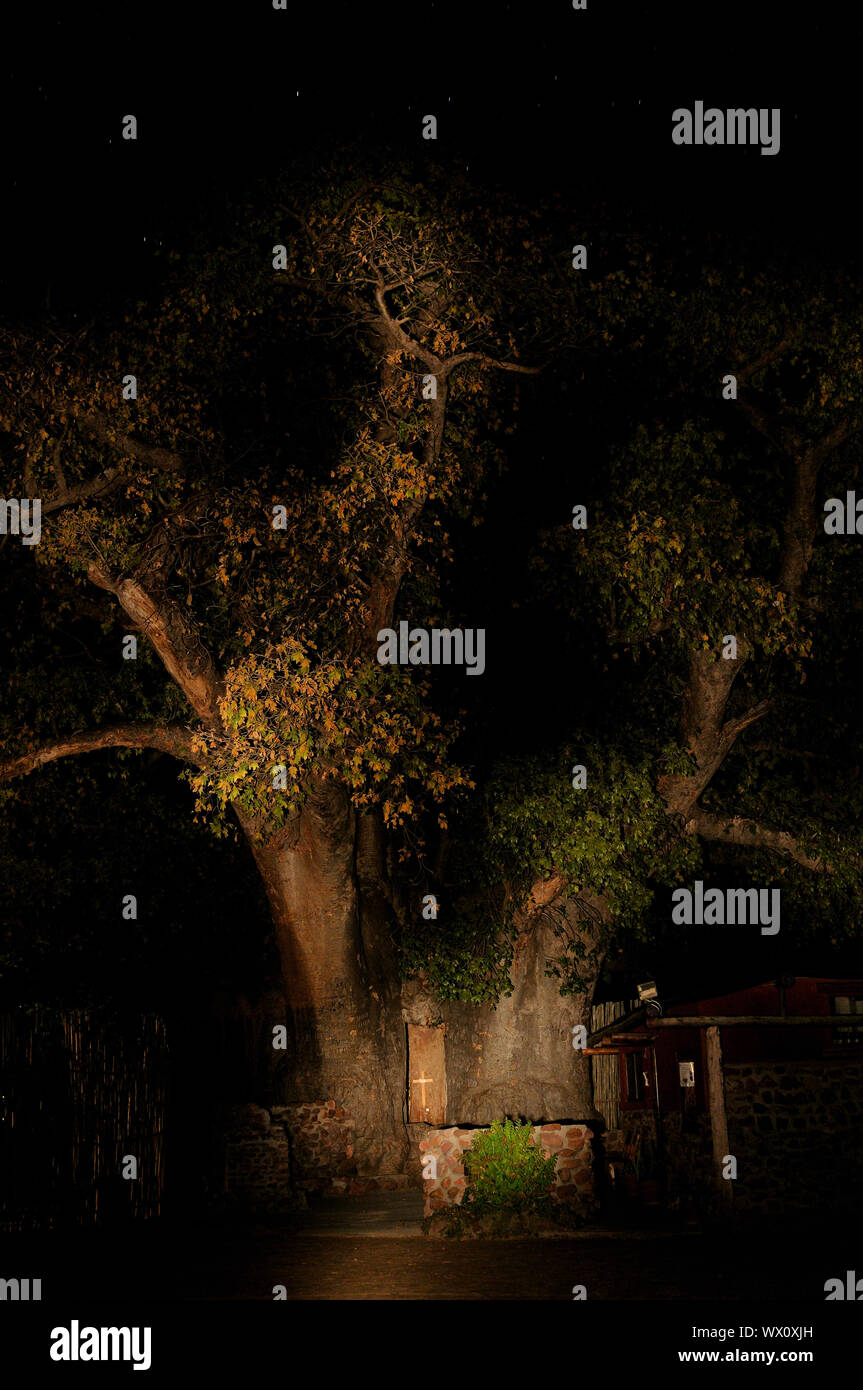 The Ombalantu baobab tree at Outapi in Namibia, a big, hollow Baobab ...